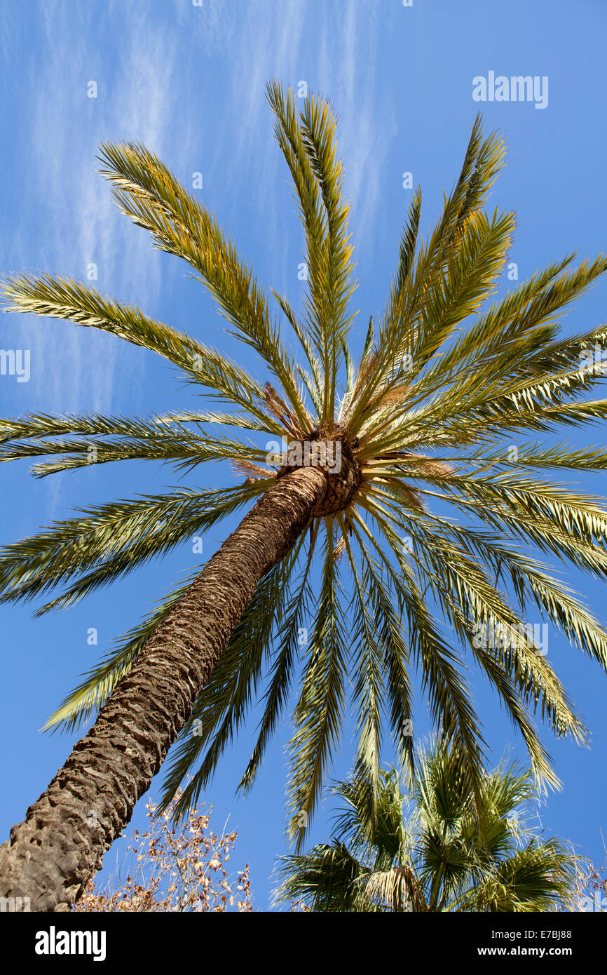 Palm tree low angle view Stock Photo - Alamy