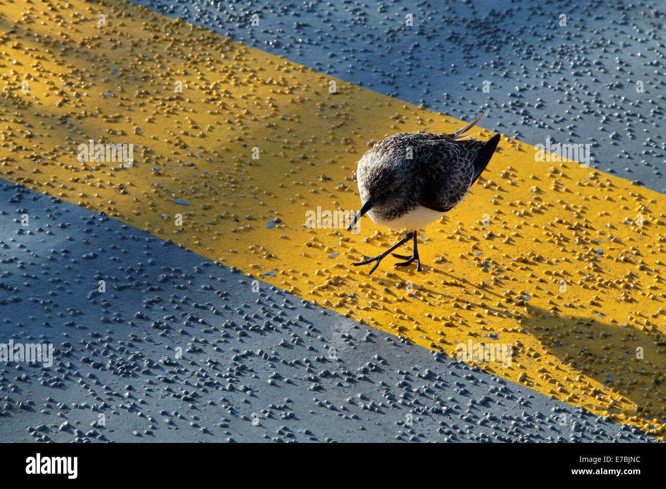 Bird in a ship's deck Stock Photo - Alamy