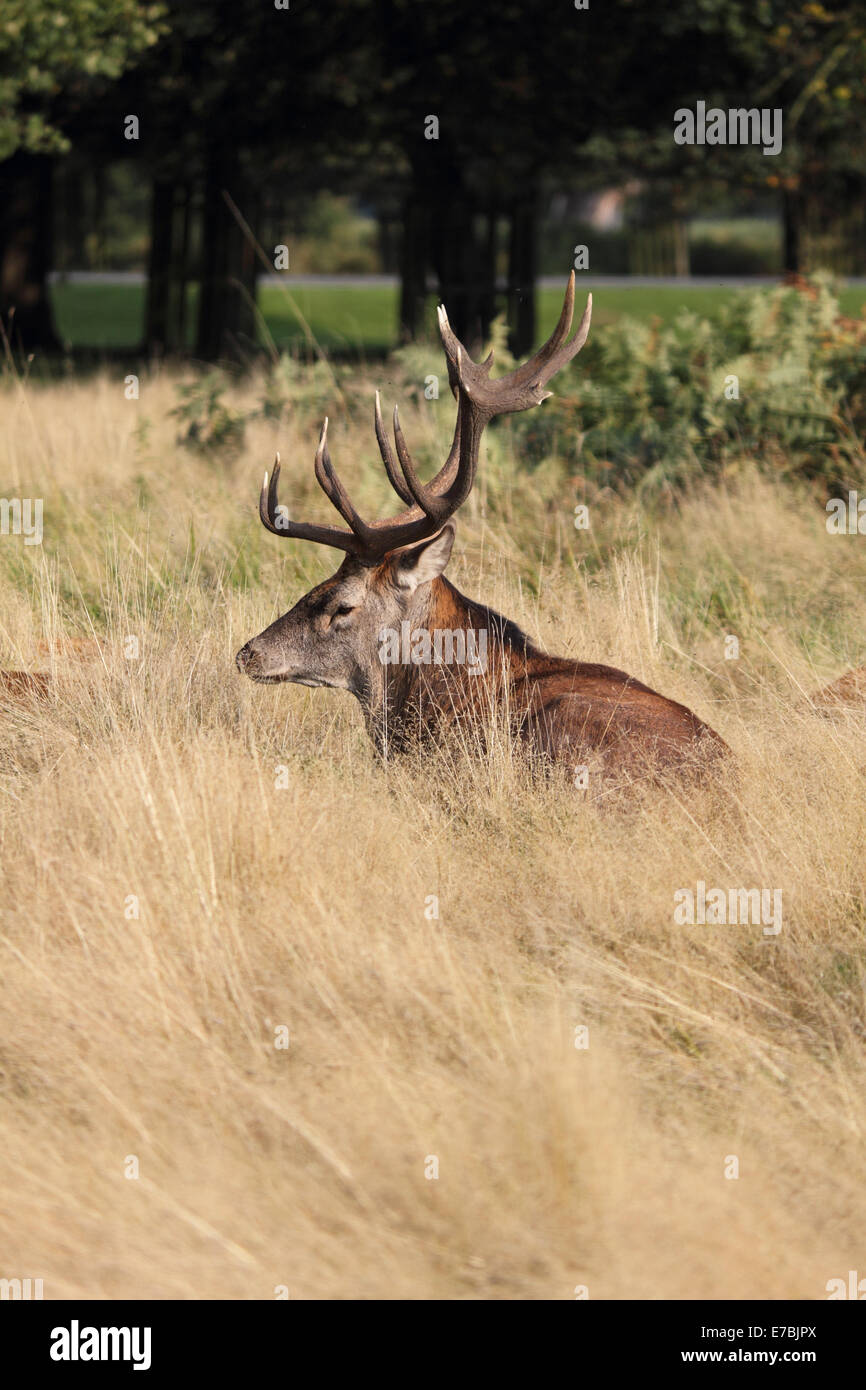 Deer in the long grass in Bushy Park the Royal Deer Park in SW London ...
