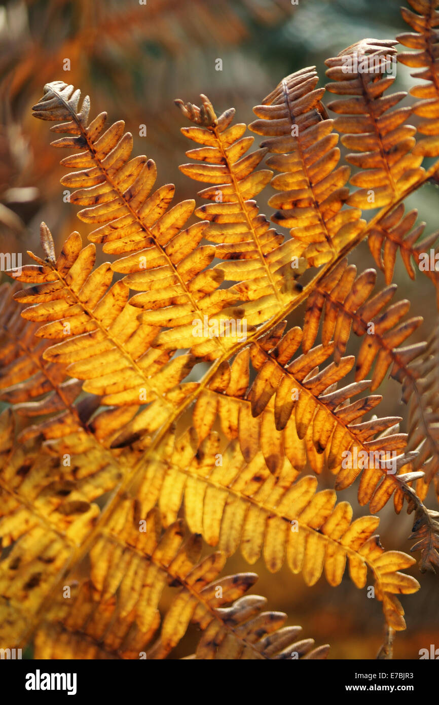 Bracken turning golden in autumn. Bushy Park London England UK Stock ...
