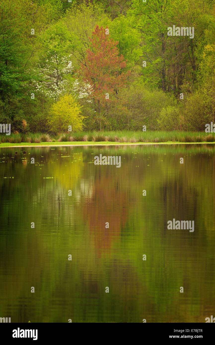 Reflecting water pond hi-res stock photography and images - Alamy