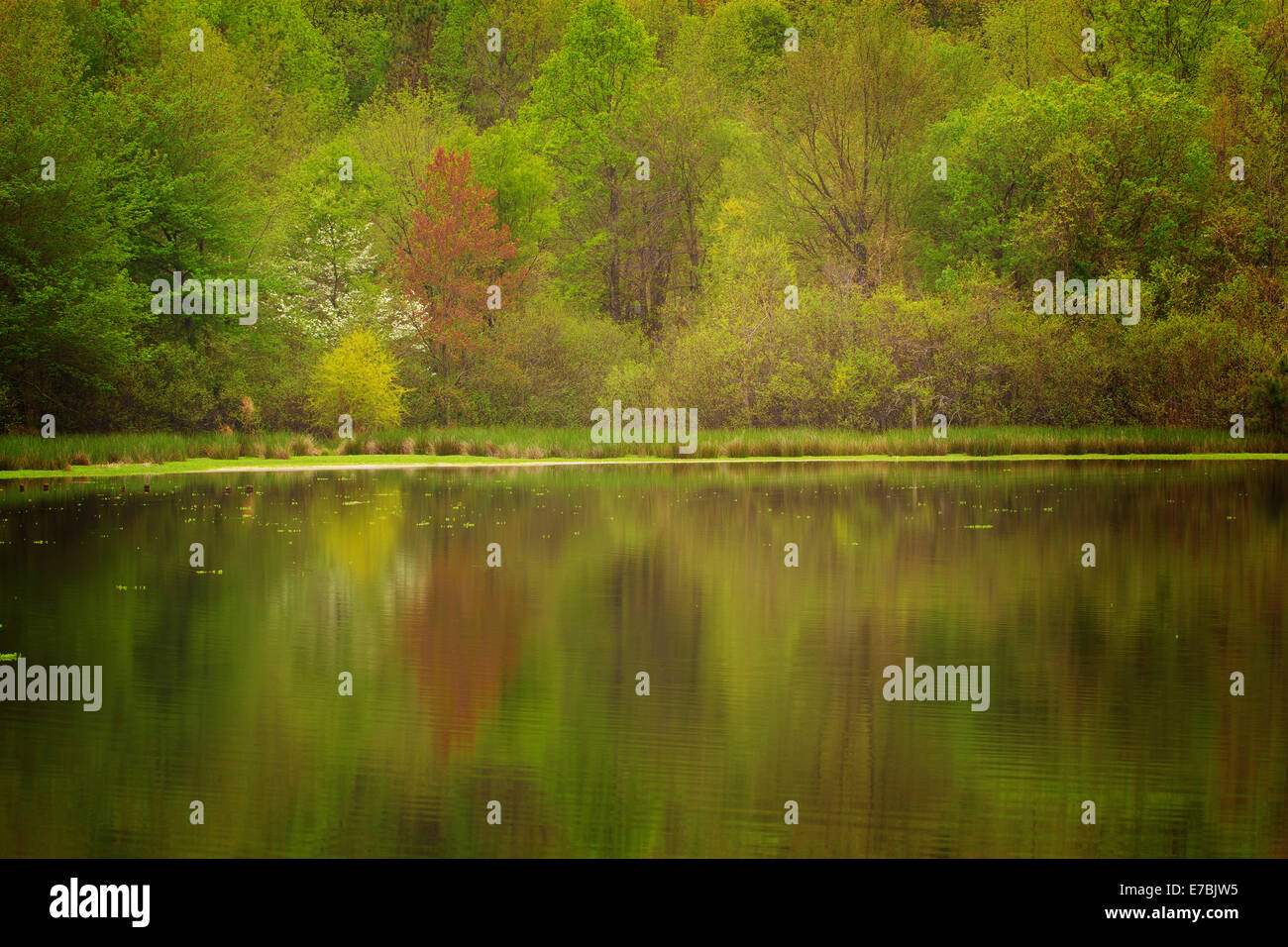 Spring Blossoms Reflected in Pond Stock Photo - Alamy