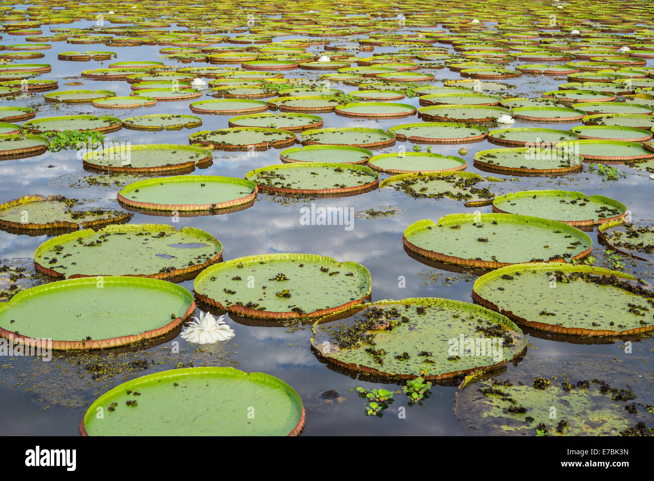 Victoria regia pantanal brazil hi-res stock photography and images - Alamy