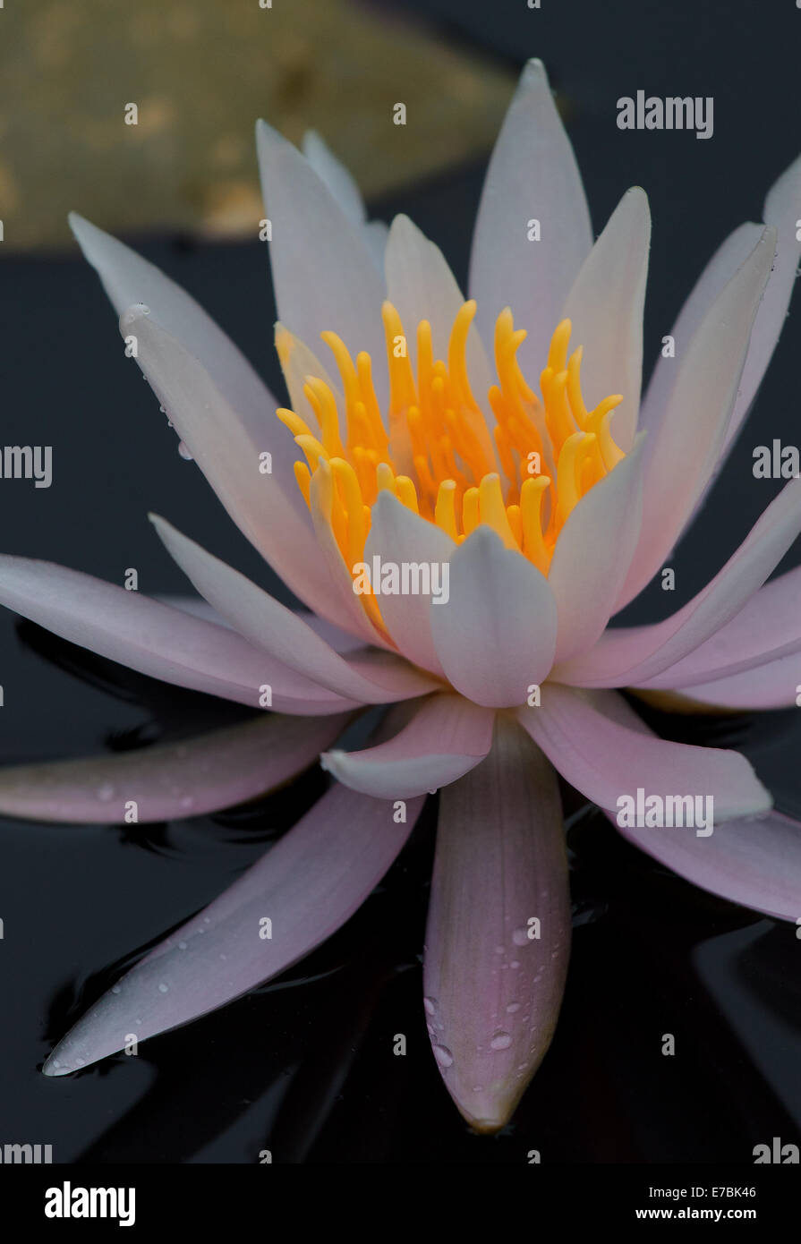 water lily floating Stock Photo - Alamy