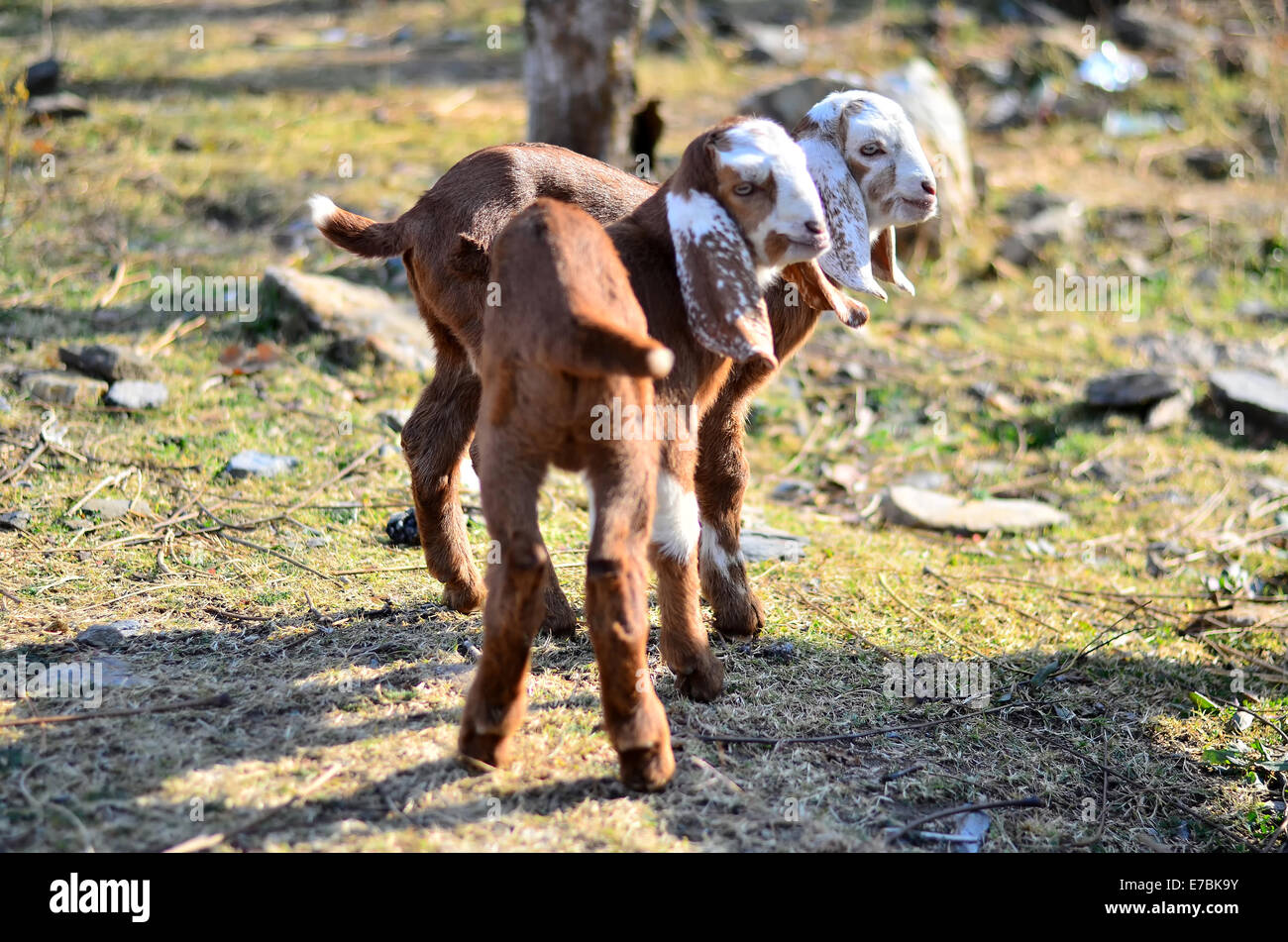 Two goat kids standing in the sunlight Stock Photo - Alamy