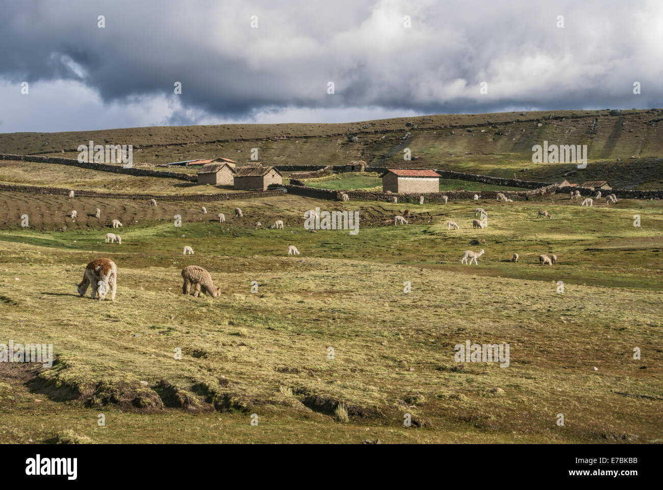 Sheep grazing on Ausangate Mountain in Peru Stock Photo - Alamy