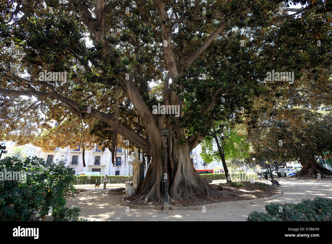The Strangler Tree, Moreton Bay Fig tree, (Ficus macrophylla), Valencia ...