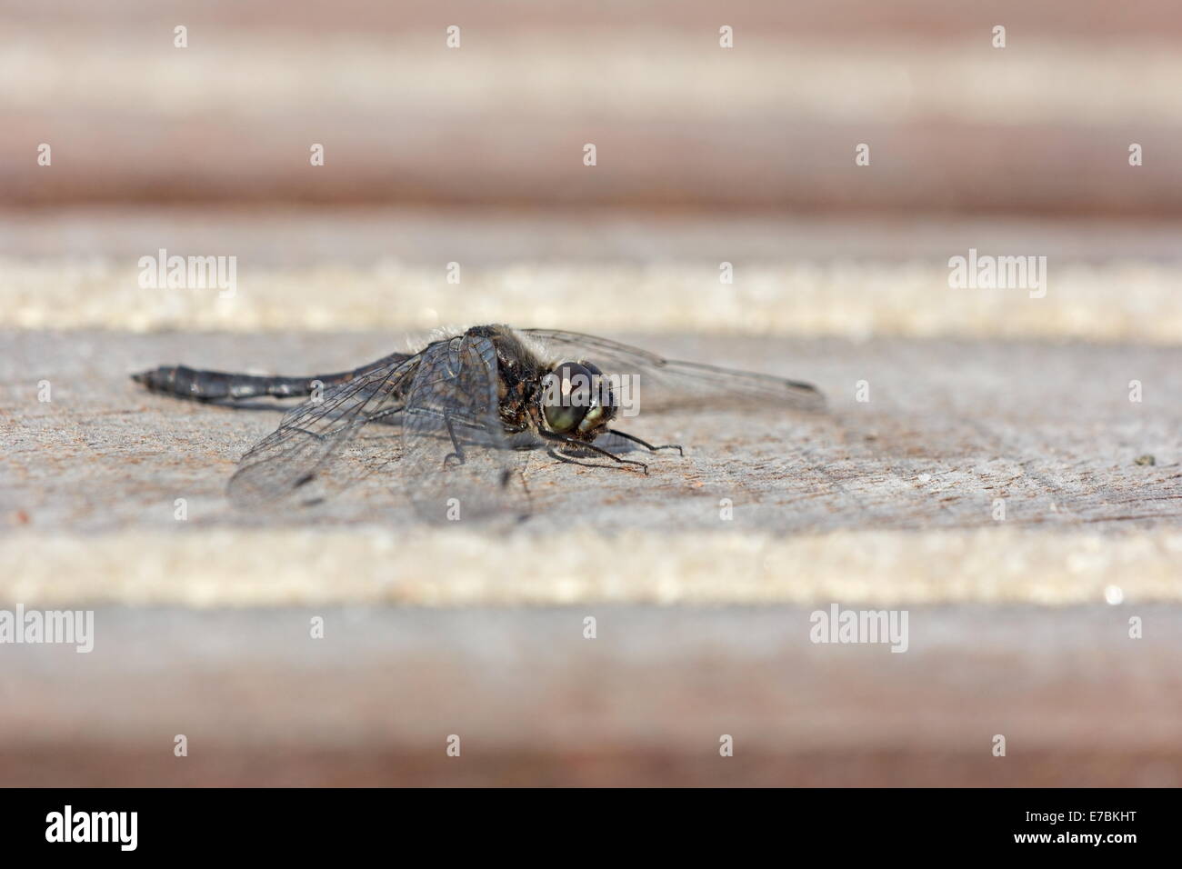 Black dragonfly warms up on deck, Netherlands Stock Photo - Alamy