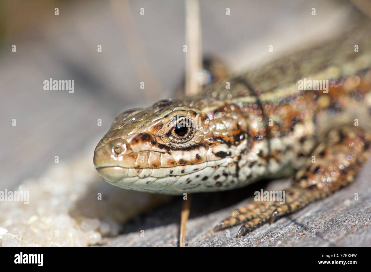 Head of a sand lizard, Netherlands Stock Photo - Alamy