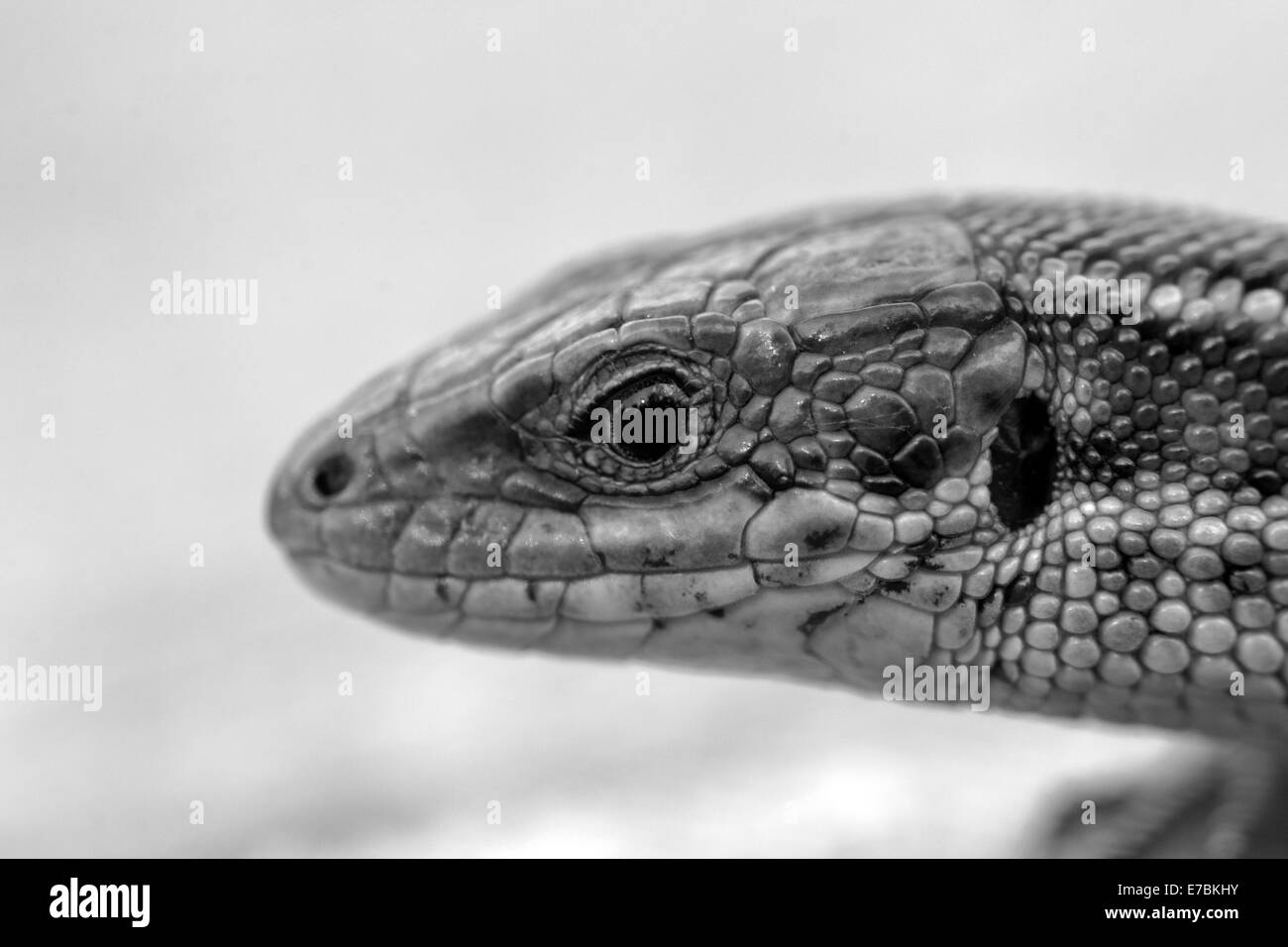 The lizard Black and White Stock Photos & Images - Alamy