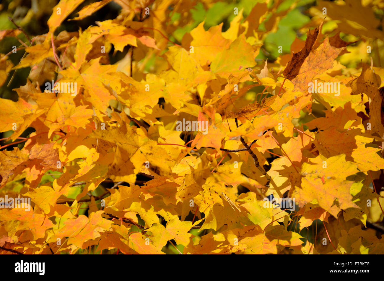 Yellow Maple Leaves Stock Photo - Alamy