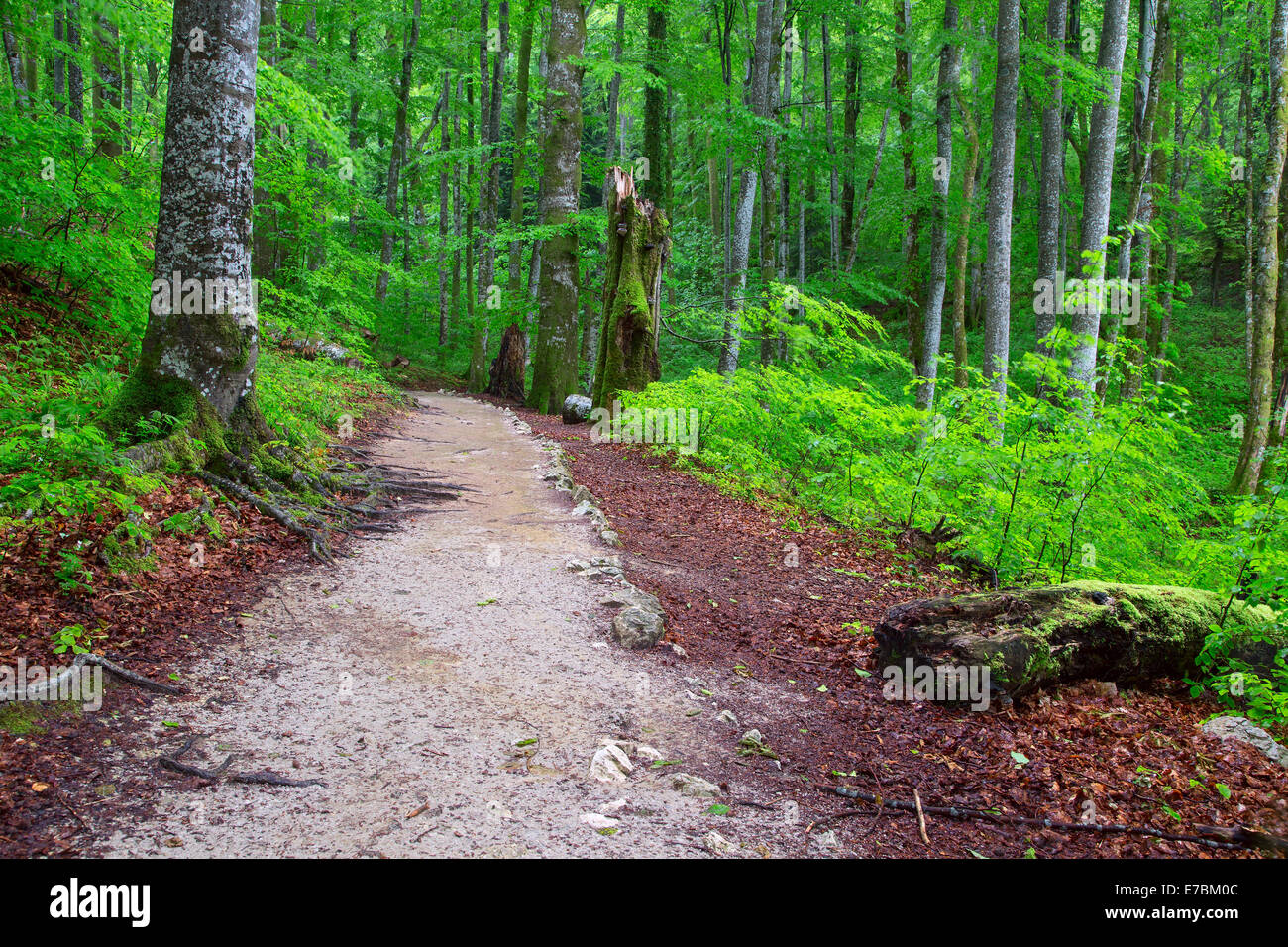 Beautiful green forest in national park Plitvica, Croatia Stock Photo ...