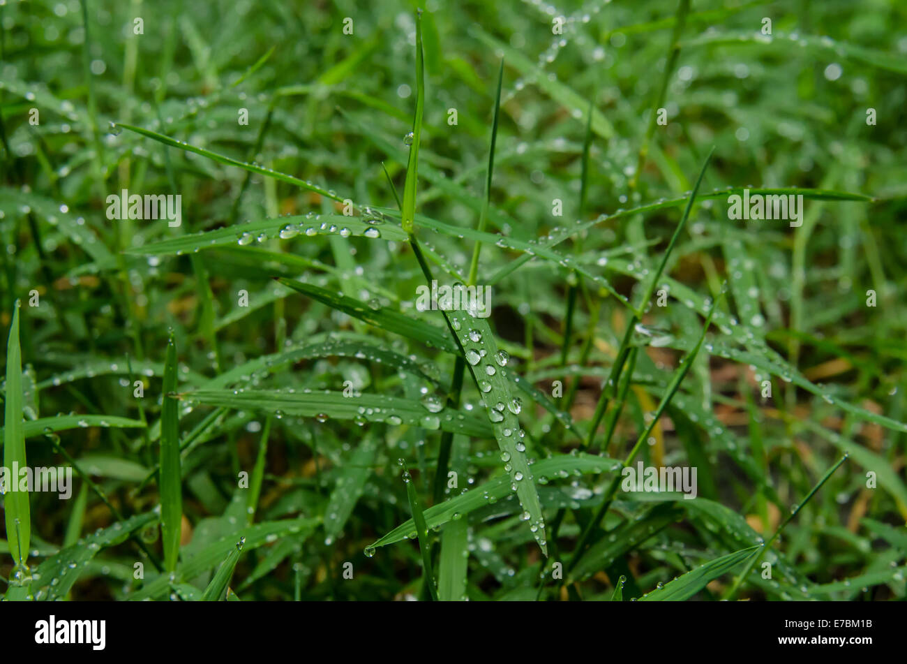 Dew texture hi-res stock photography and images - Alamy