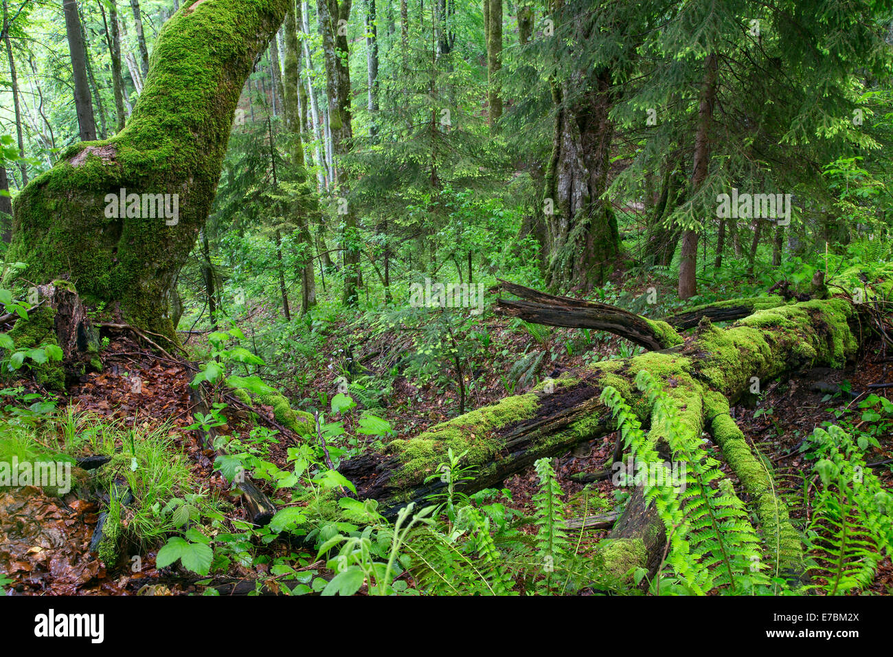 Beautiful green forest in national park Plitvica, Croatia Stock Photo ...