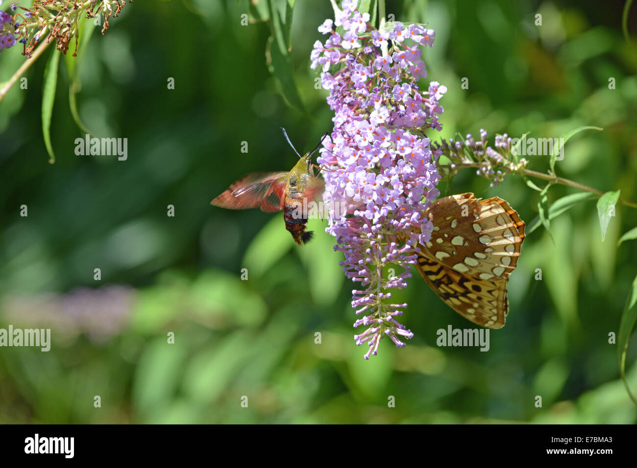 insect hummingbird moth Stock Photo - Alamy
