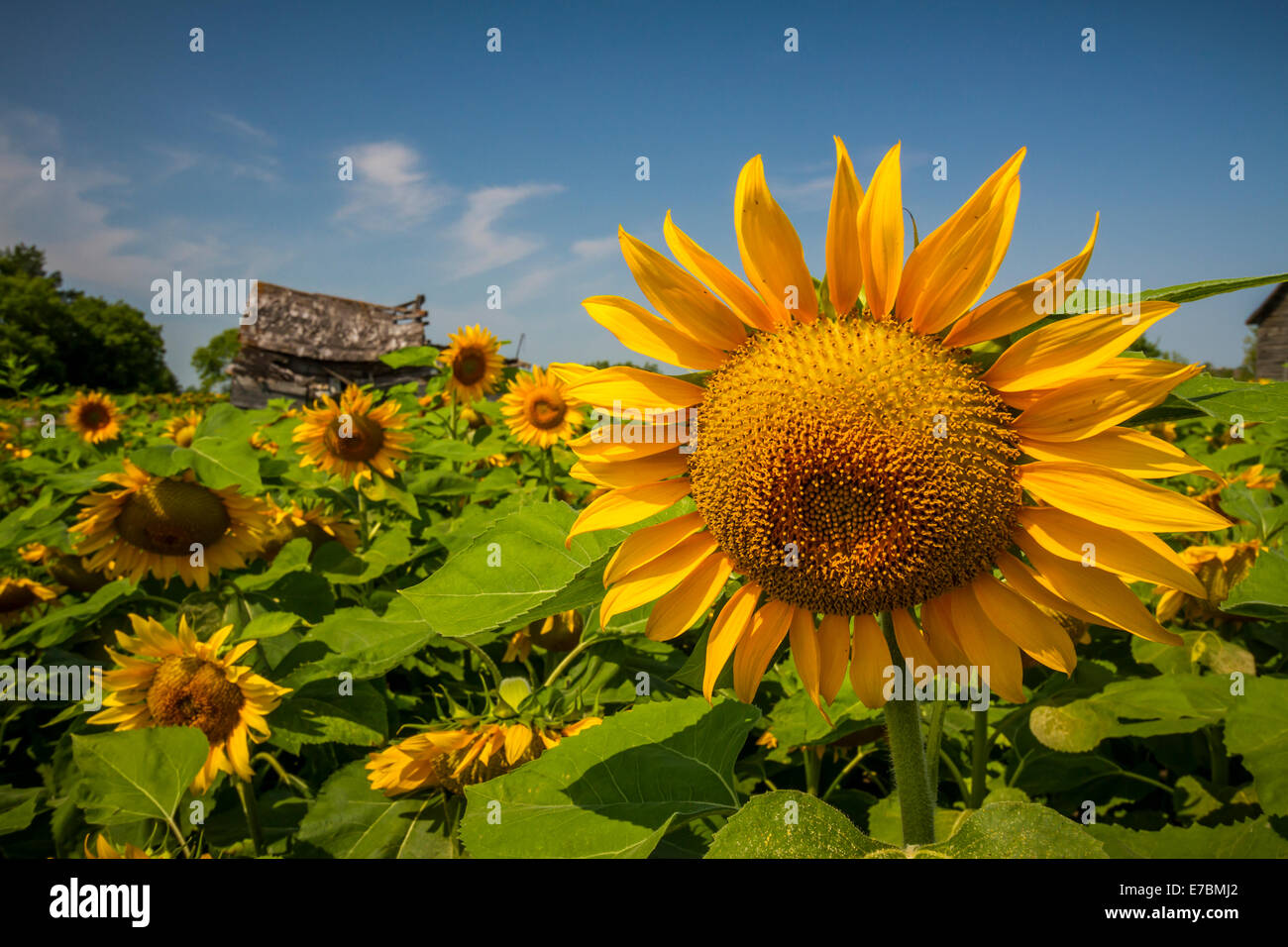 Agriculture building in canada prairies hi-res stock photography and ...