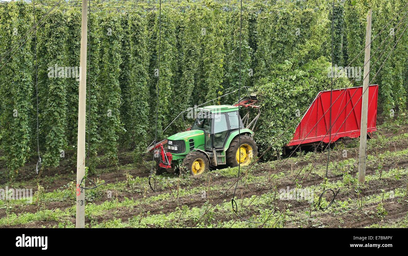 A tractor harvests hops at the Regener hops farm in Prosigk, Germany ...