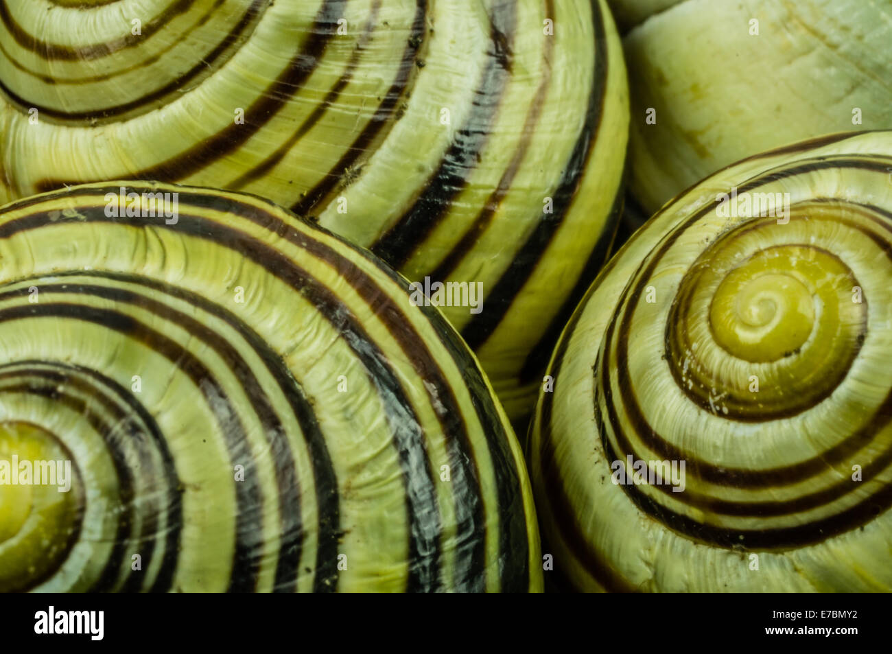 An arrangement of banded snail shells Stock Photo - Alamy
