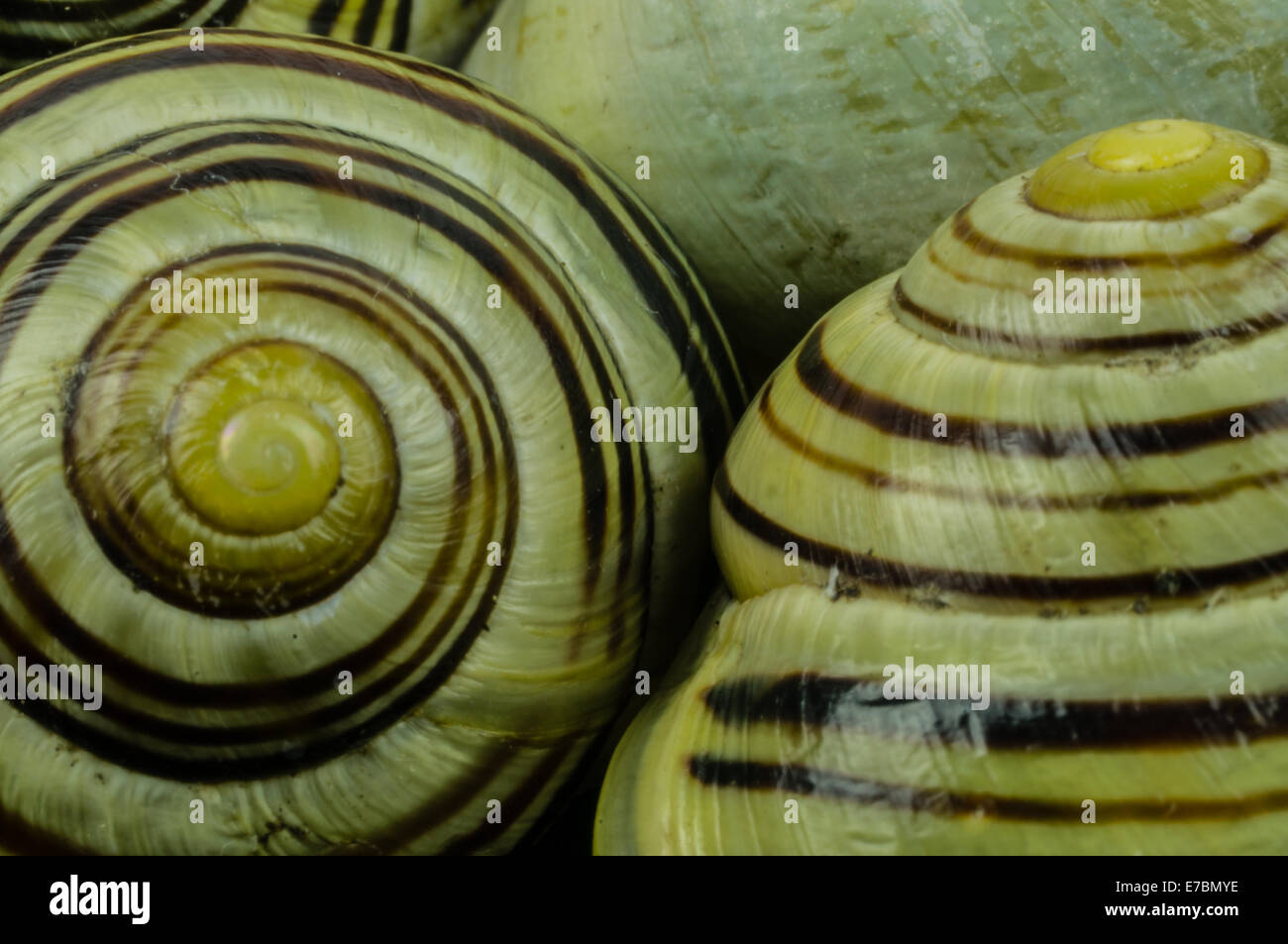 An arrangement of banded snail shells Stock Photo - Alamy