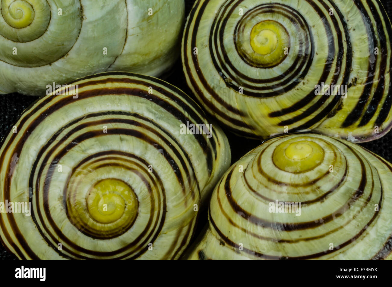 An arrangement of banded snail shells Stock Photo - Alamy