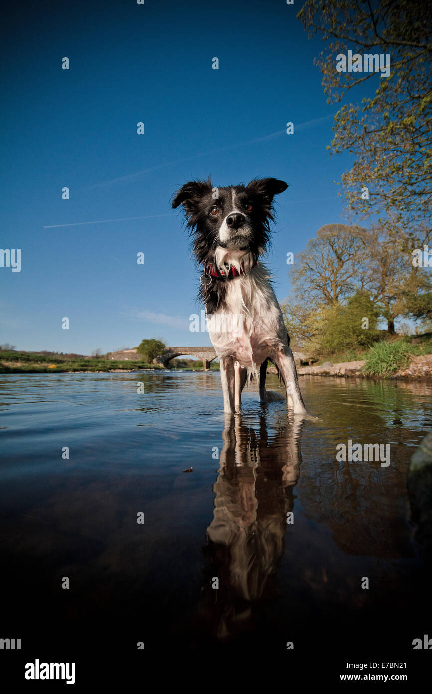 Dogs puppies walking with mans best friend enjoying life outside with a ...