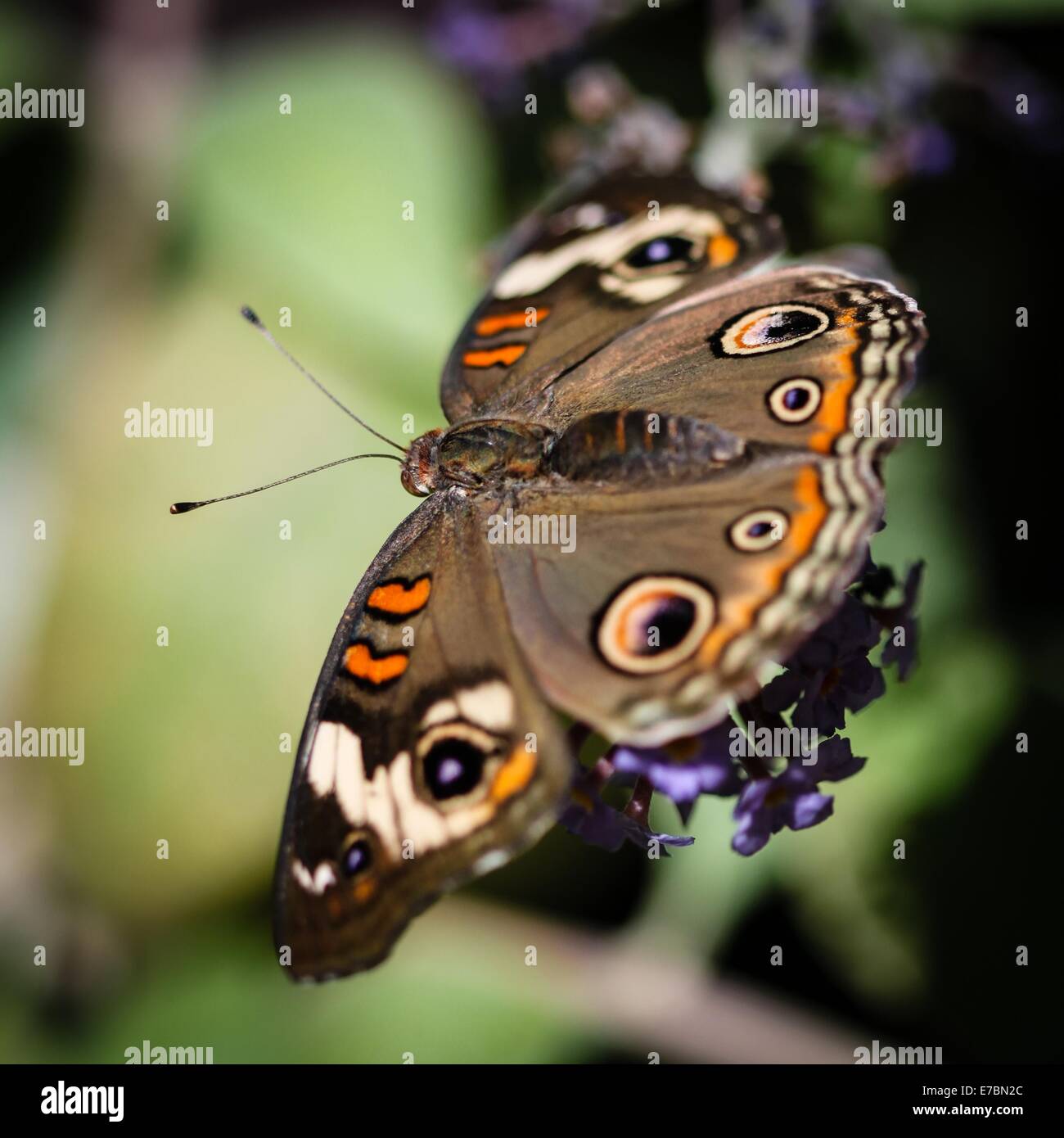 Common Buckeye Junonia Coenia Stock Photo - Alamy