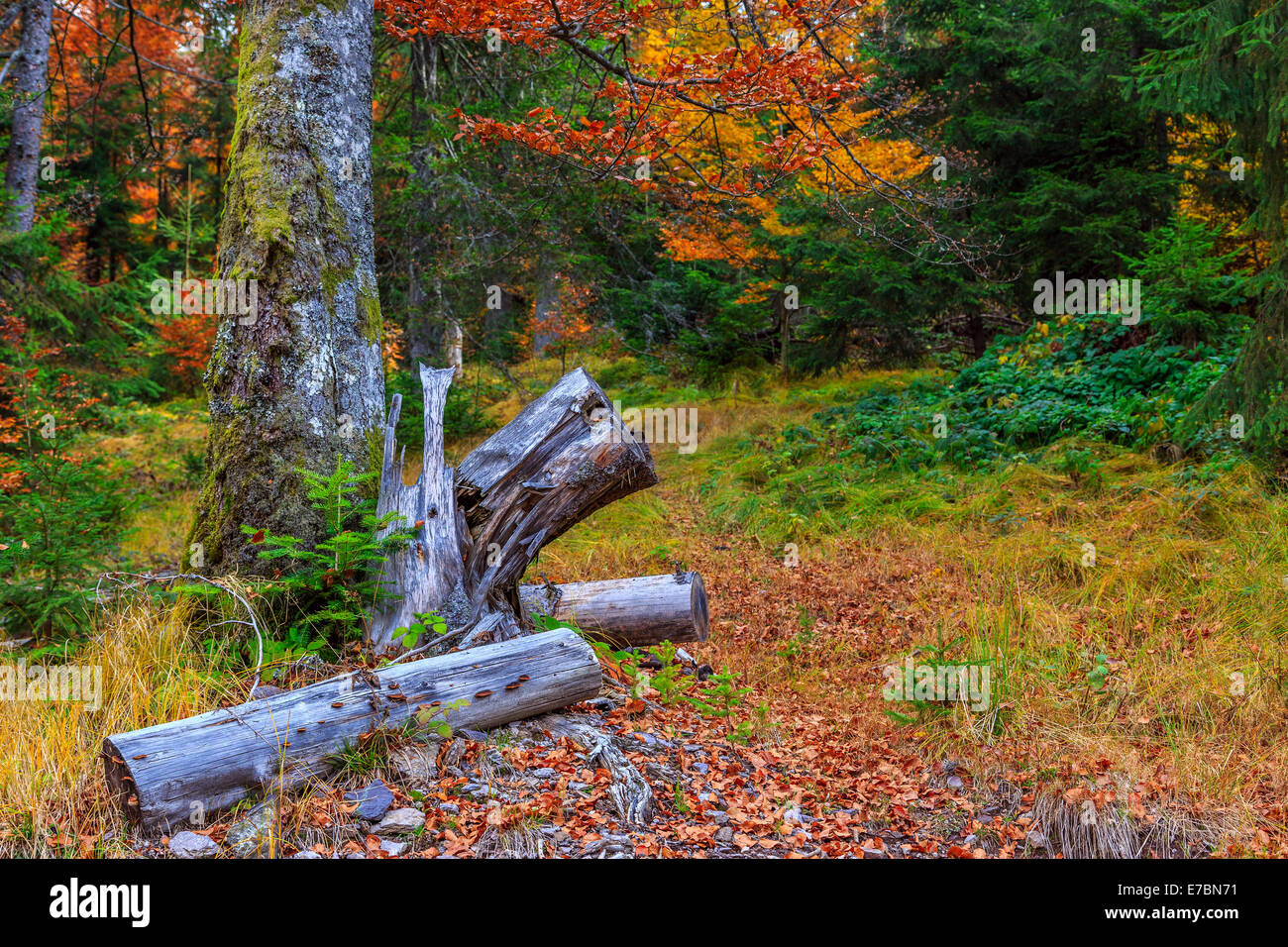 Transylvania forest trees hi-res stock photography and images - Alamy