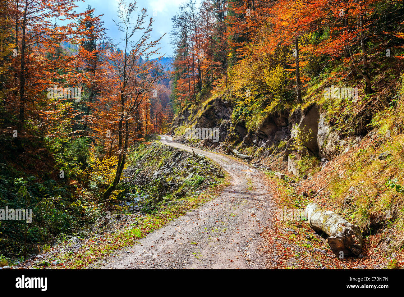 Footpath winding through colorful forest in Transylvania-Romania Stock ...