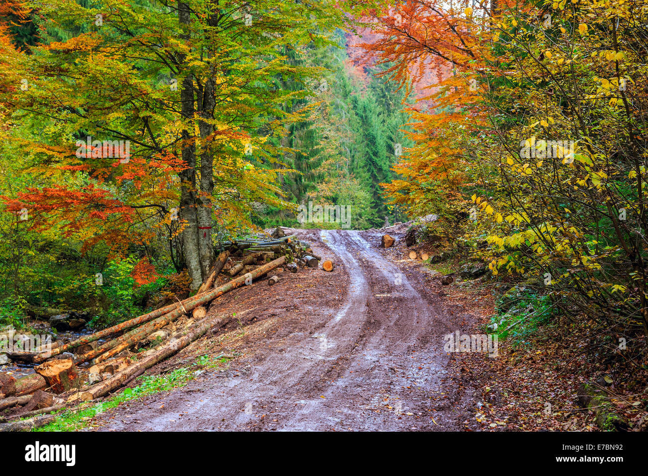 Footpath winding through colorful forest in Transylvania-Romania Stock ...