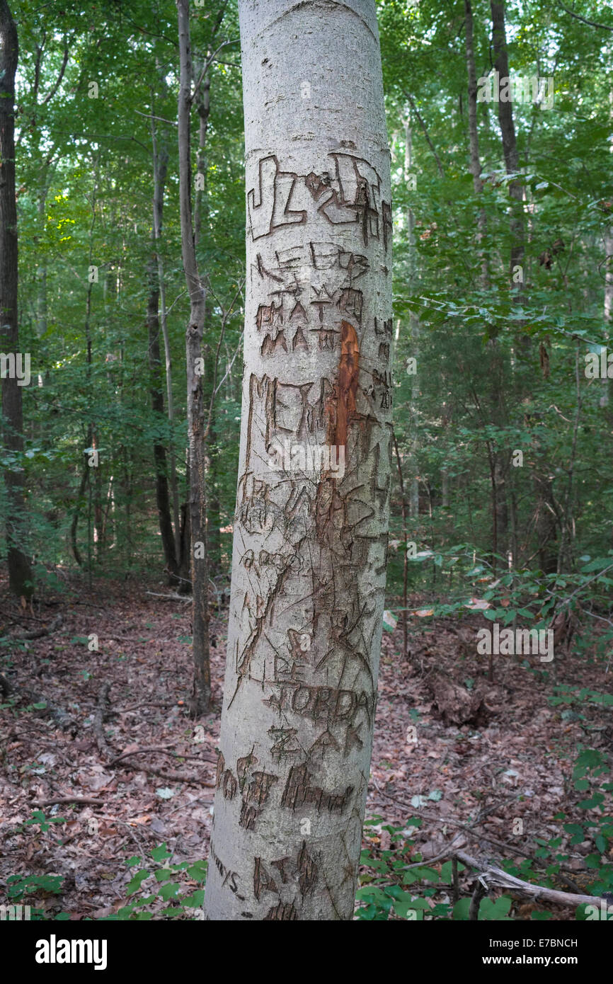 names and symbols carved into a tree Stock Photo - Alamy