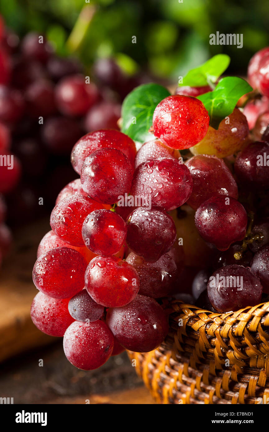 Raw grapes hi-res stock photography and images - Alamy