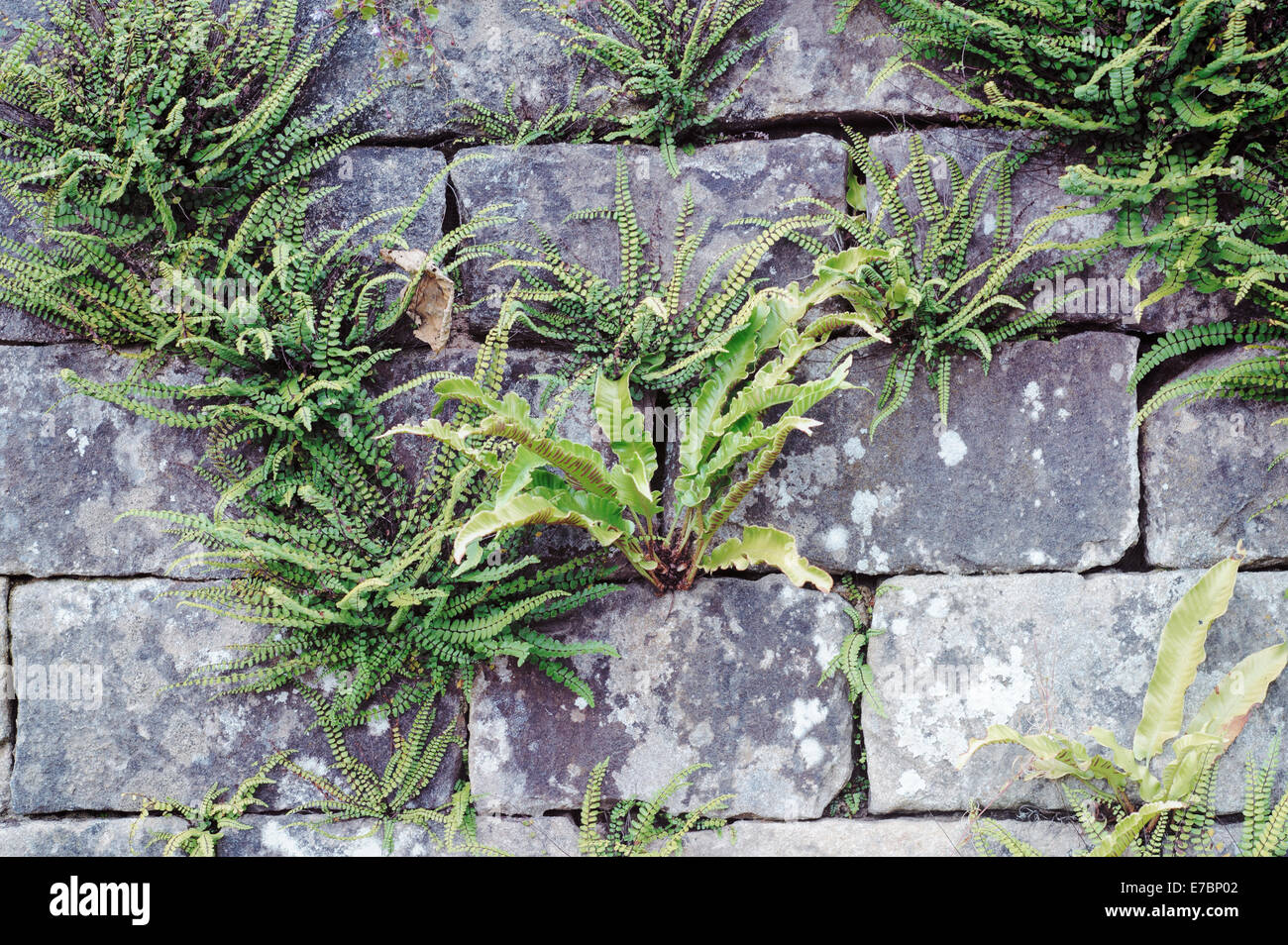 Ferns and lichens hi-res stock photography and images - Alamy