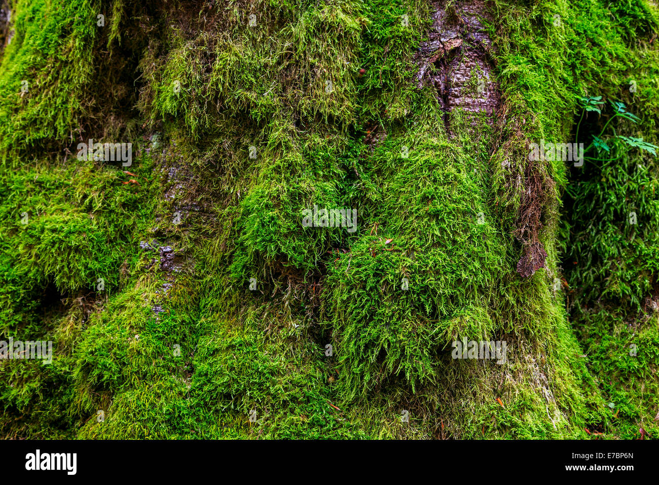 The texture of tree bark with moss Stock Photo - Alamy