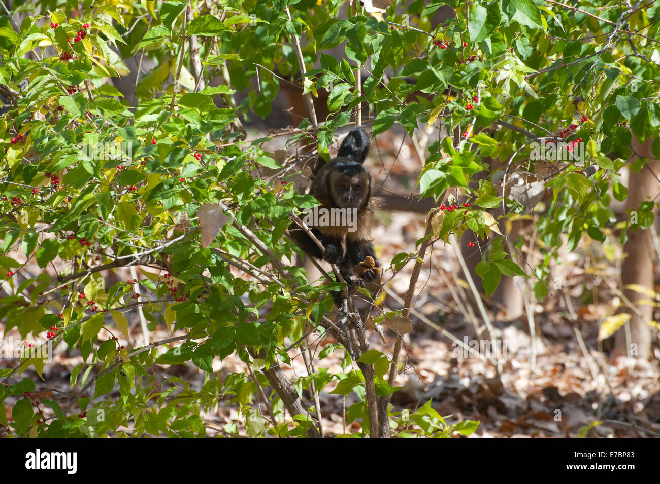 Capuchin monkey at Denver zoo Stock Photo - Alamy