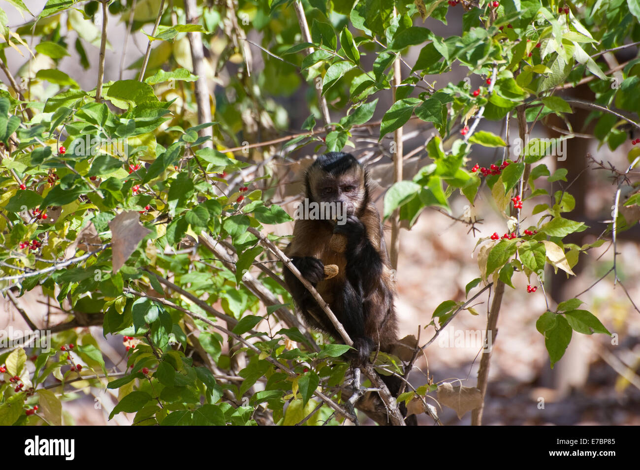 Capuchin monkey at Denver zoo Stock Photo - Alamy