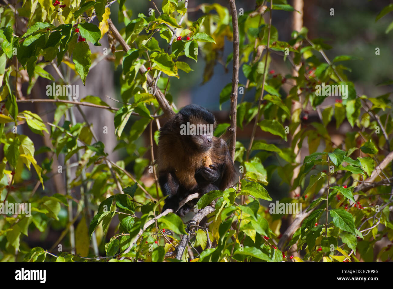 Capuchin monkey at Denver Zoo Stock Photo - Alamy