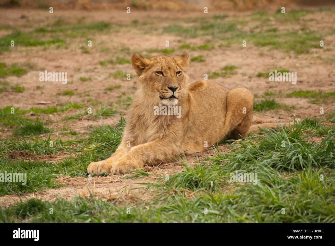 Denver zoo lions hi-res stock photography and images - Alamy
