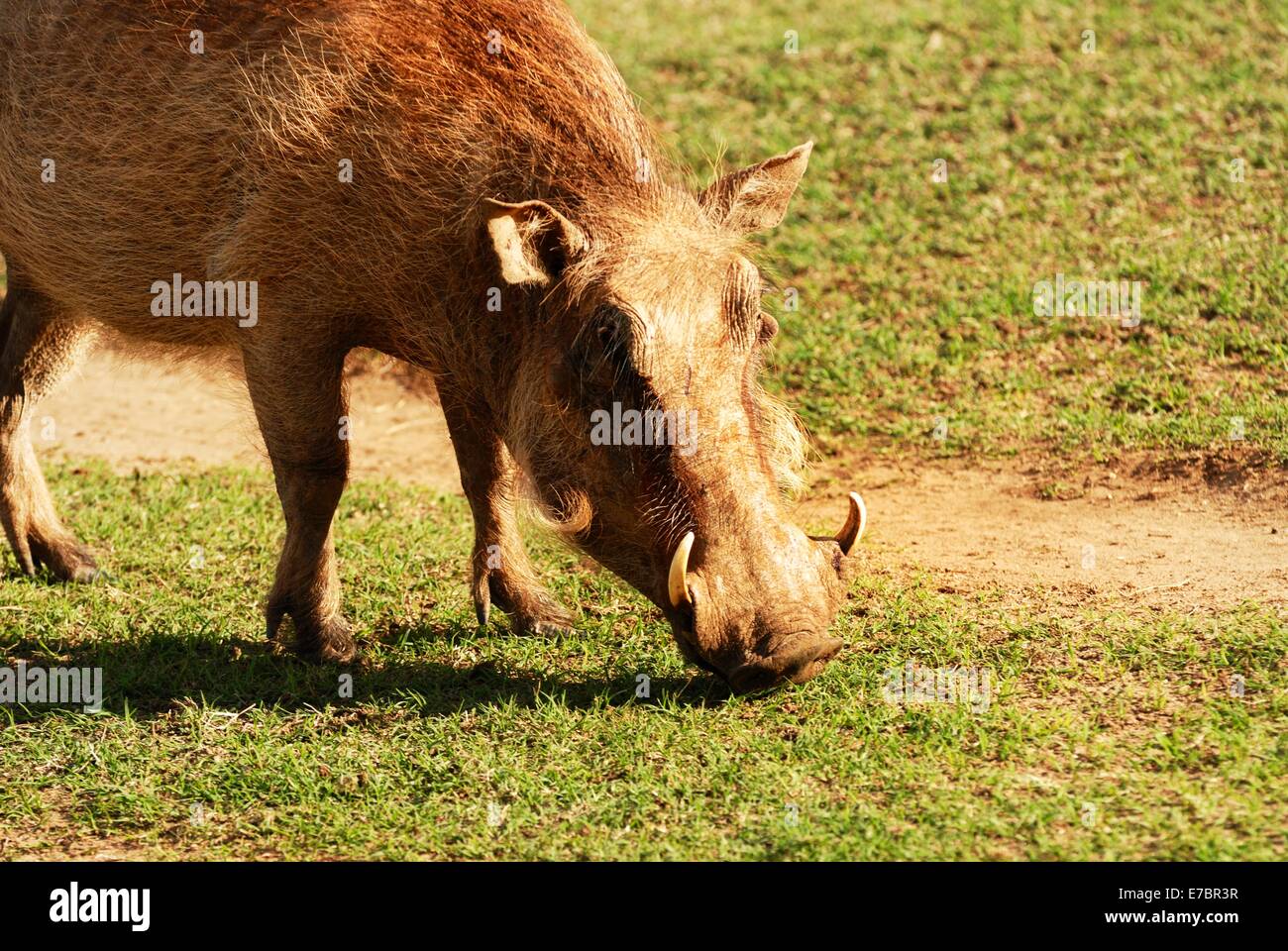 Captive warthog hi-res stock photography and images - Alamy