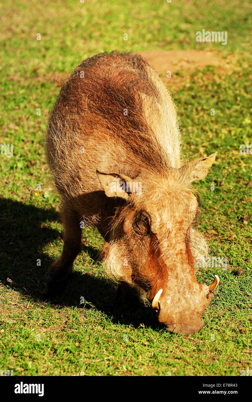 Captive warthog hi-res stock photography and images - Alamy