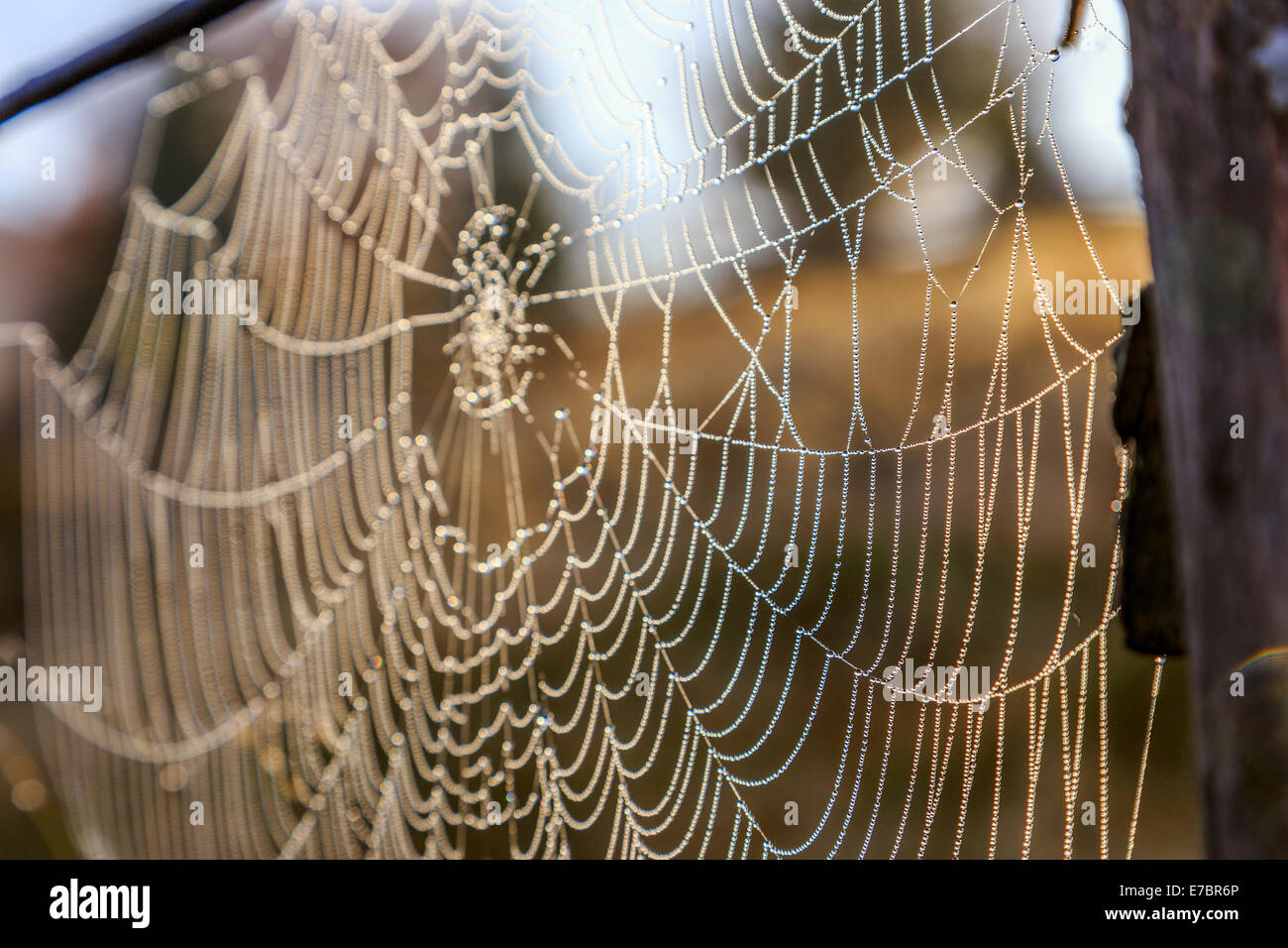 Spider web with colorful background Stock Photo - Alamy