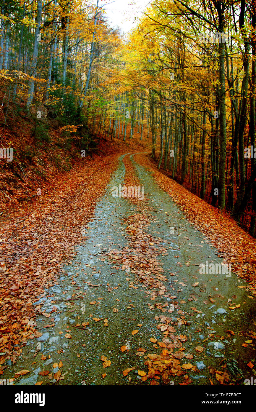 curving road in autumn forest Stock Photo - Alamy
