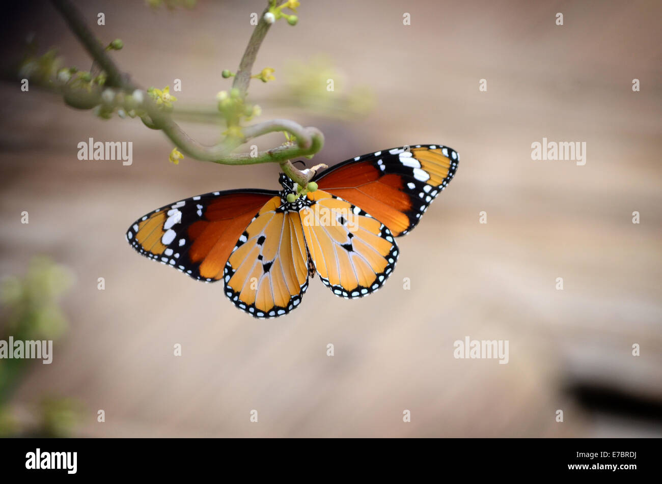 Plain Tiger or African Monarch Butterfly hanging from a vine Stock ...