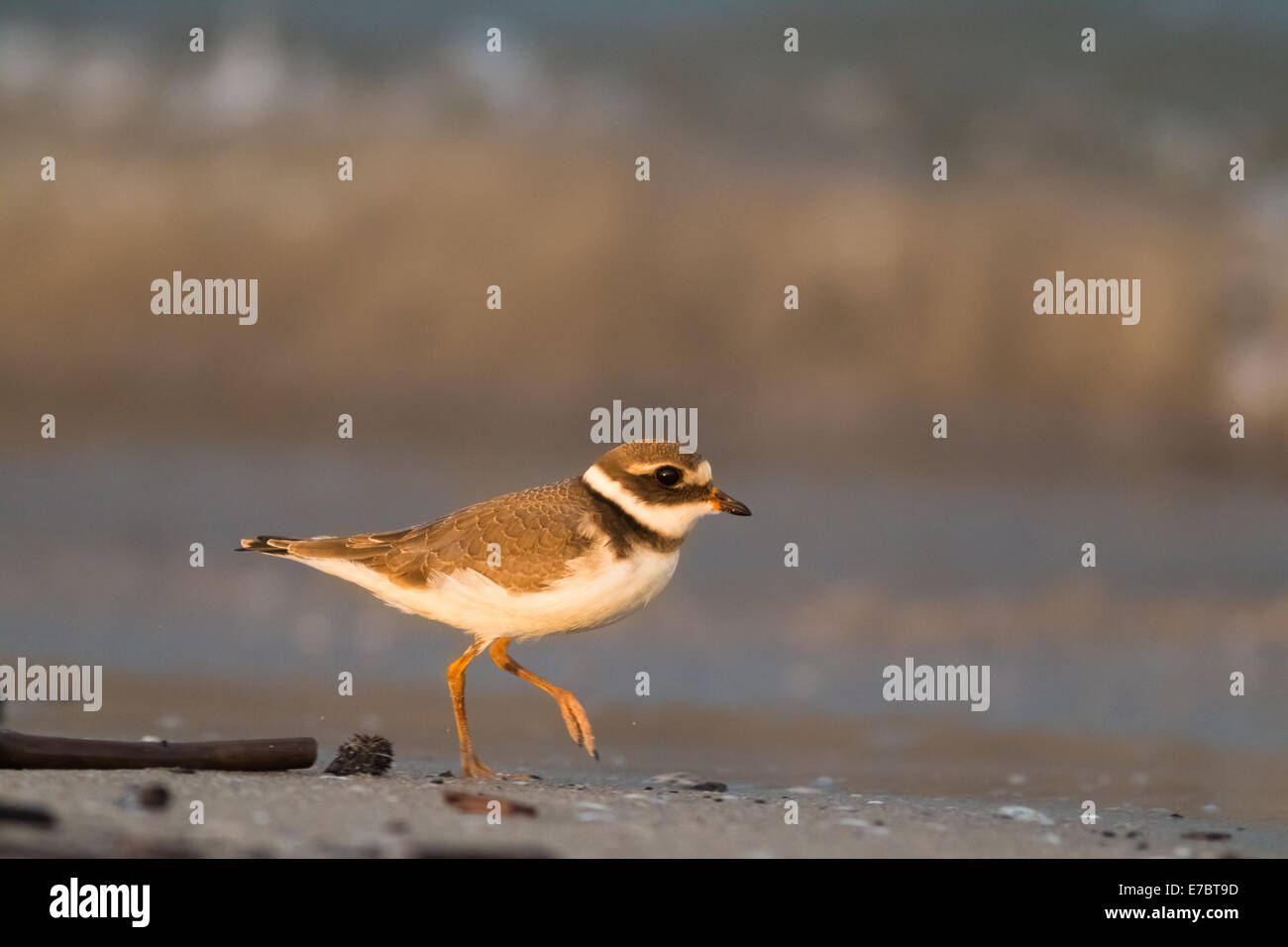 Common ringed plover Stock Photo - Alamy