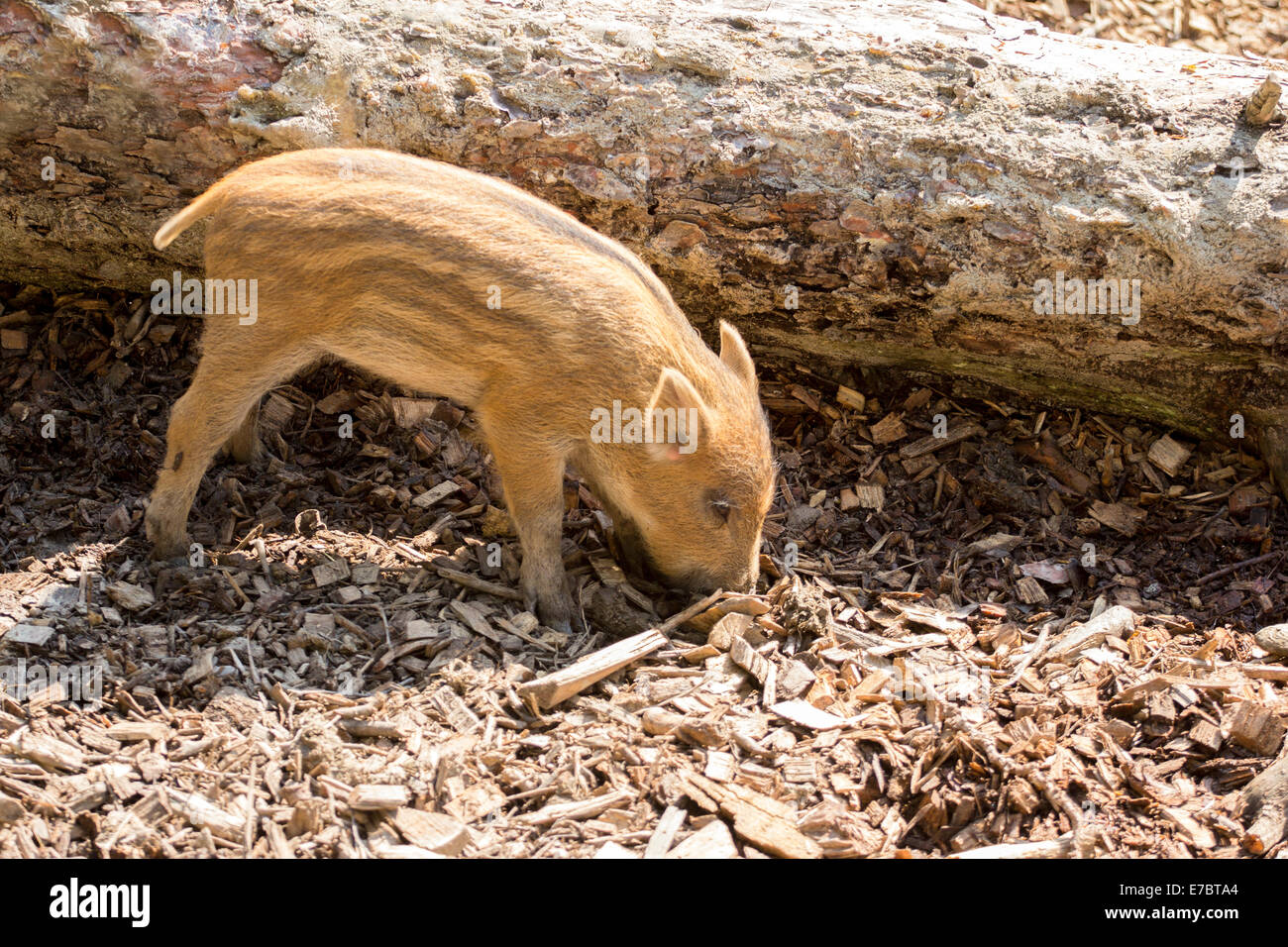 Small wild boar baby looking for food Stock Photo - Alamy