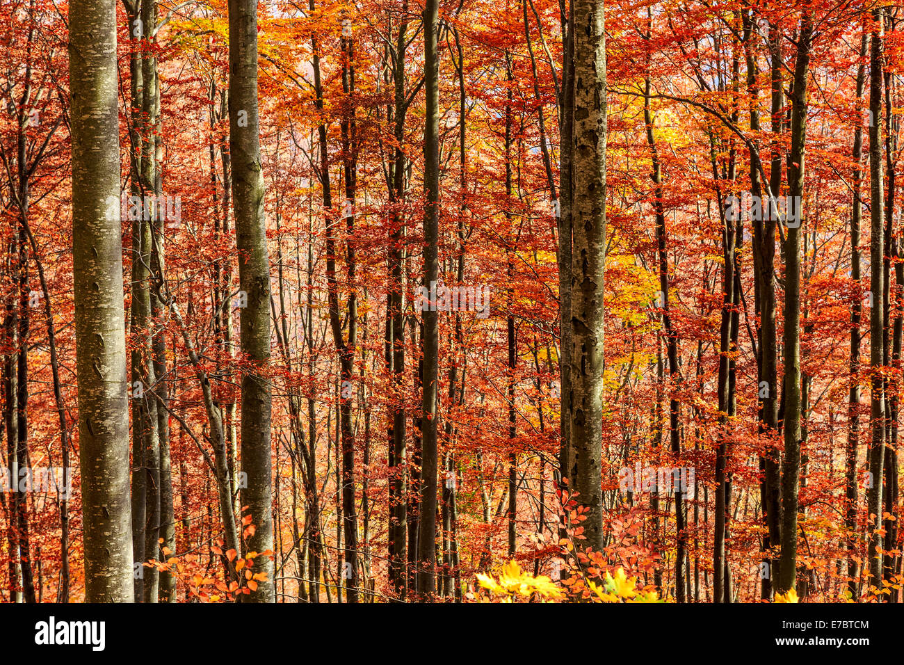 Transylvania forest hi-res stock photography and images - Alamy