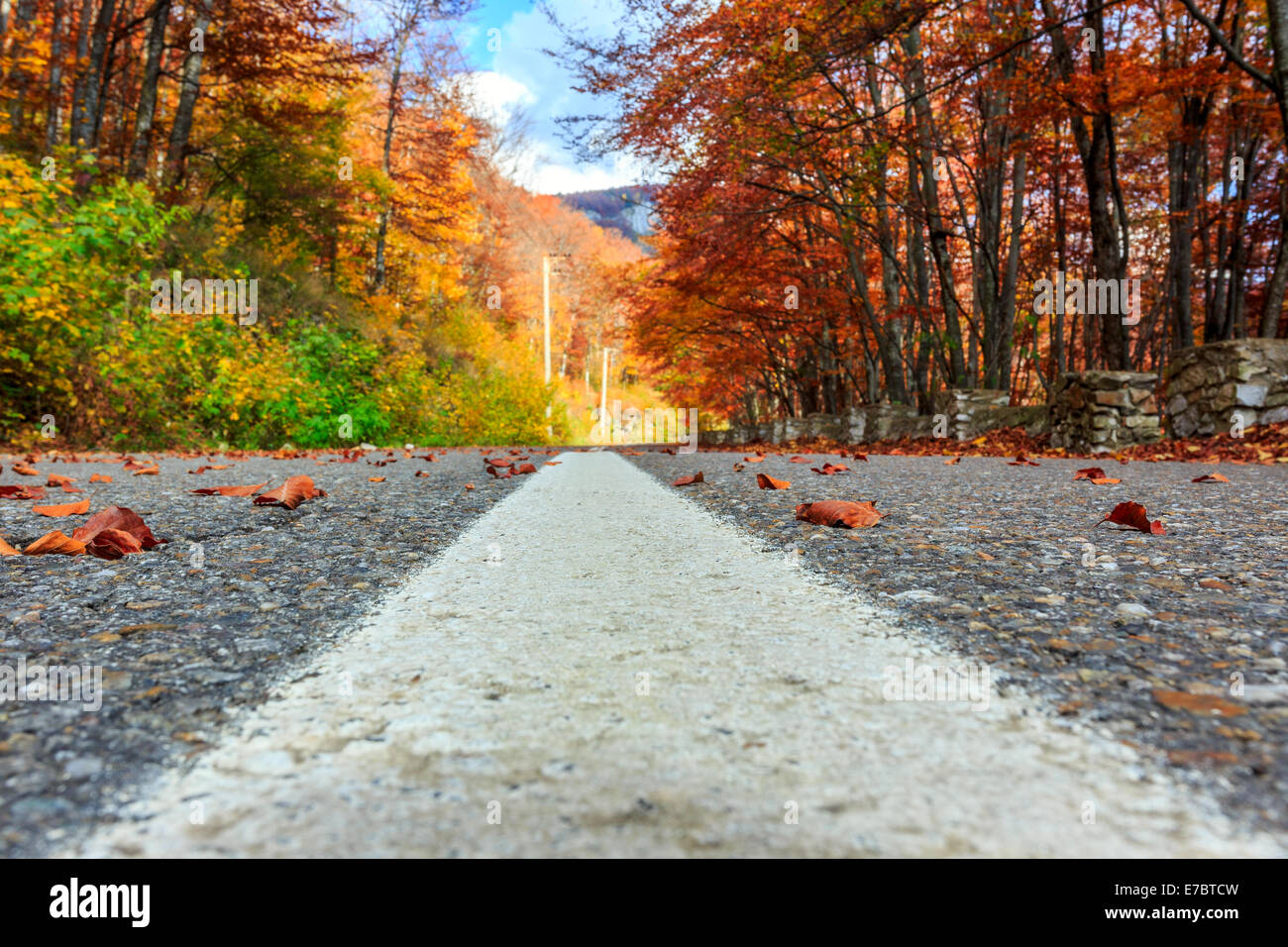 road in autumn beech landscape Stock Photo - Alamy