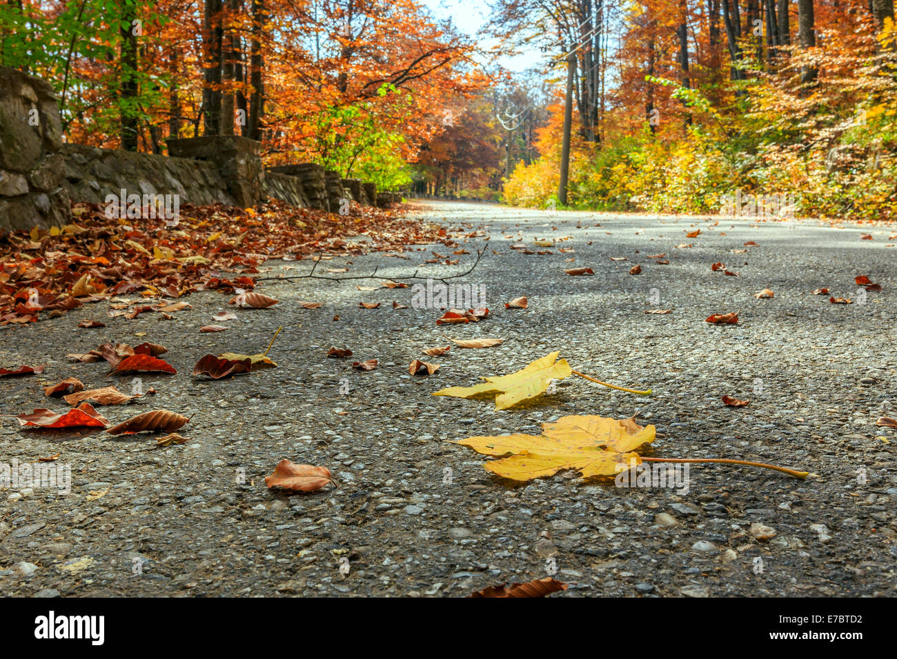 road in autumn beech landscape Stock Photo - Alamy