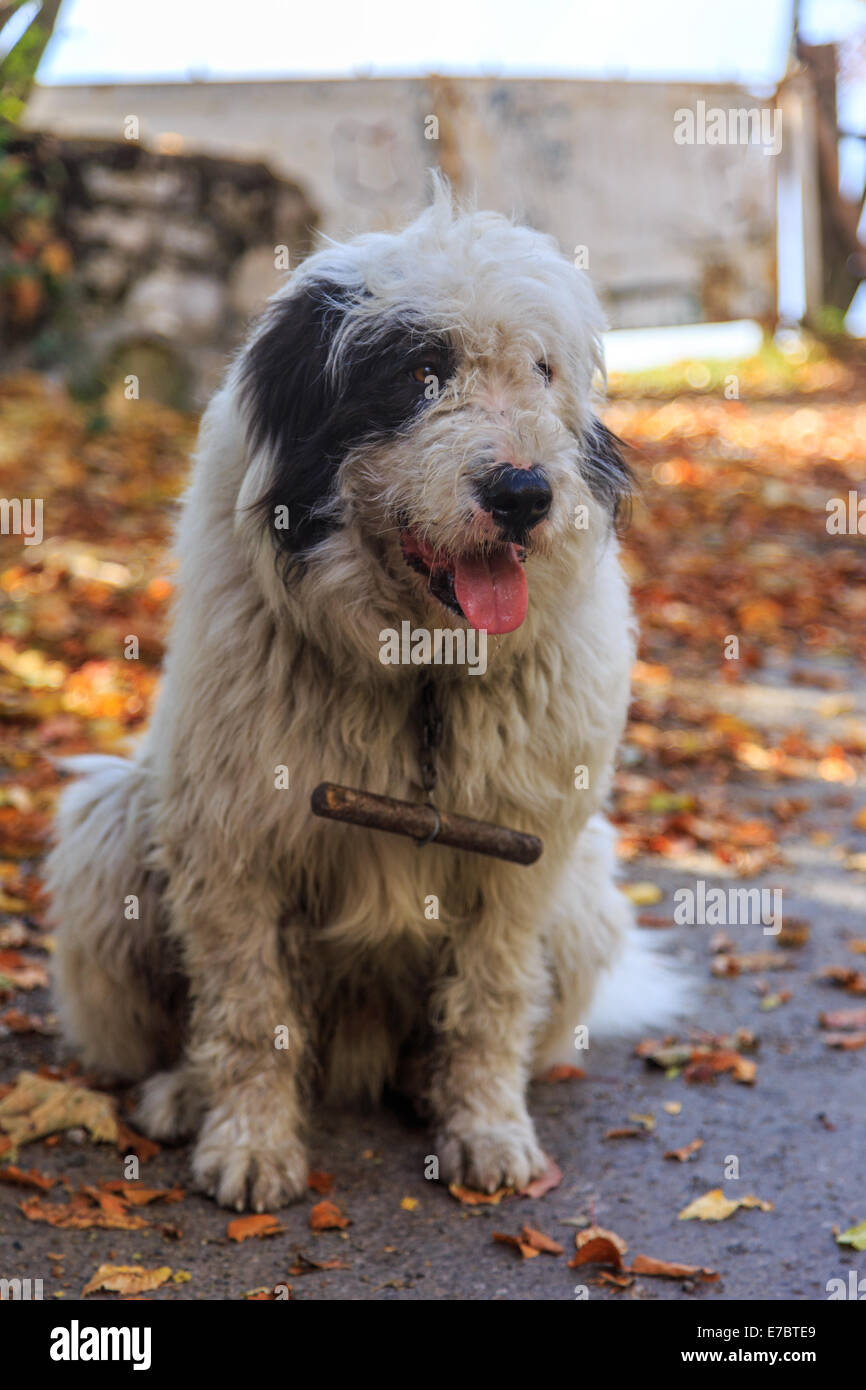 Dogs guard the sheep on the mountain pasture Stock Photo - Alamy