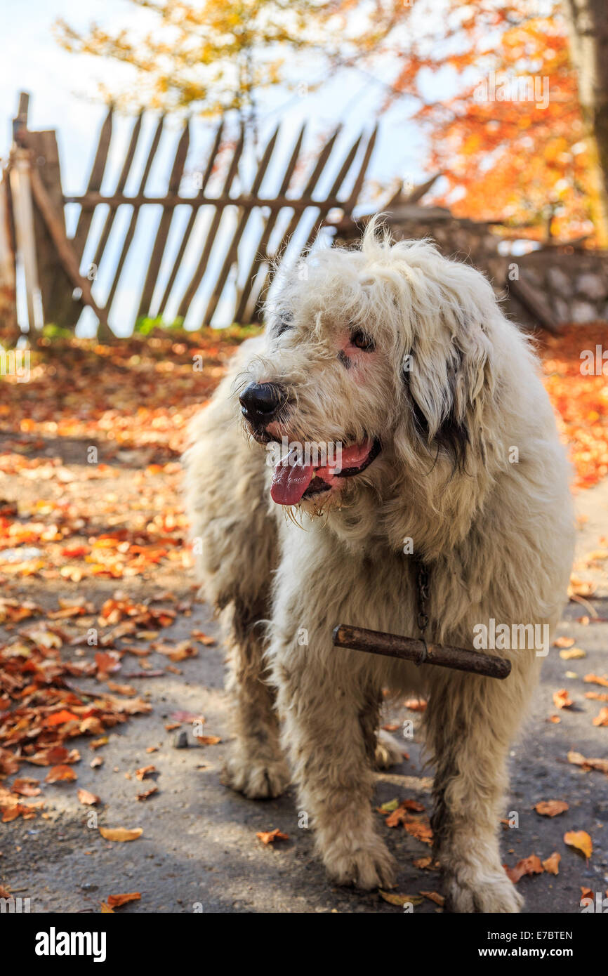 Dogs guard the sheep on the mountain pasture Stock Photo - Alamy