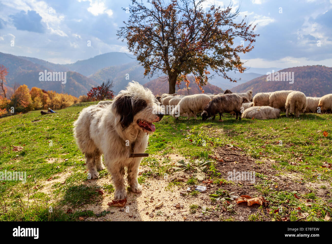 Dogs guard the sheep on the mountain pasture Stock Photo - Alamy